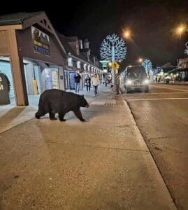 Bear Roaming Streets of Downtown Gatlinburg! - Explore Tennessee ...
