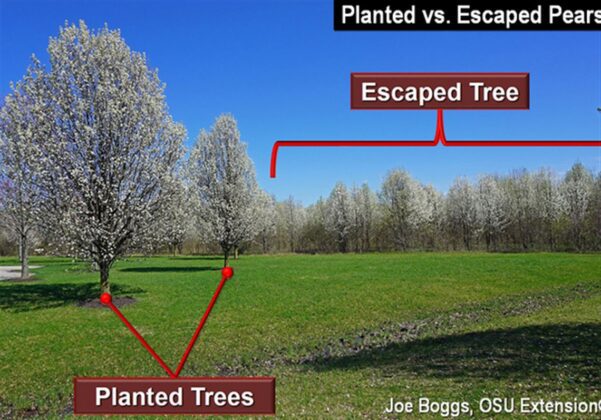 The Truth Behind the White Blossoms: Why Bradford Pear Trees Are an ...